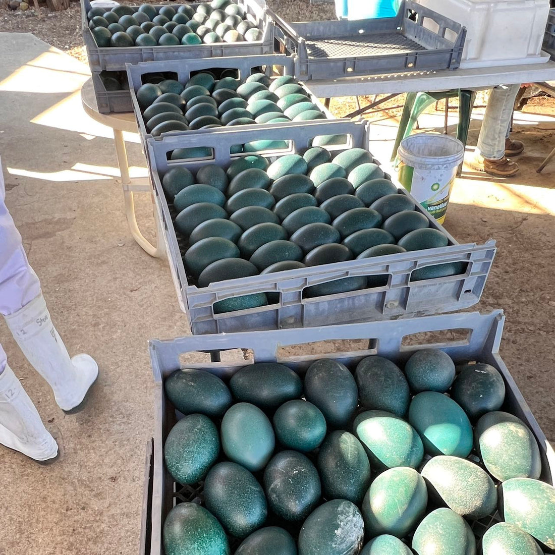 Seasonal Farm Exclusive - Fresh Emu Eggs – Petail Kitchen