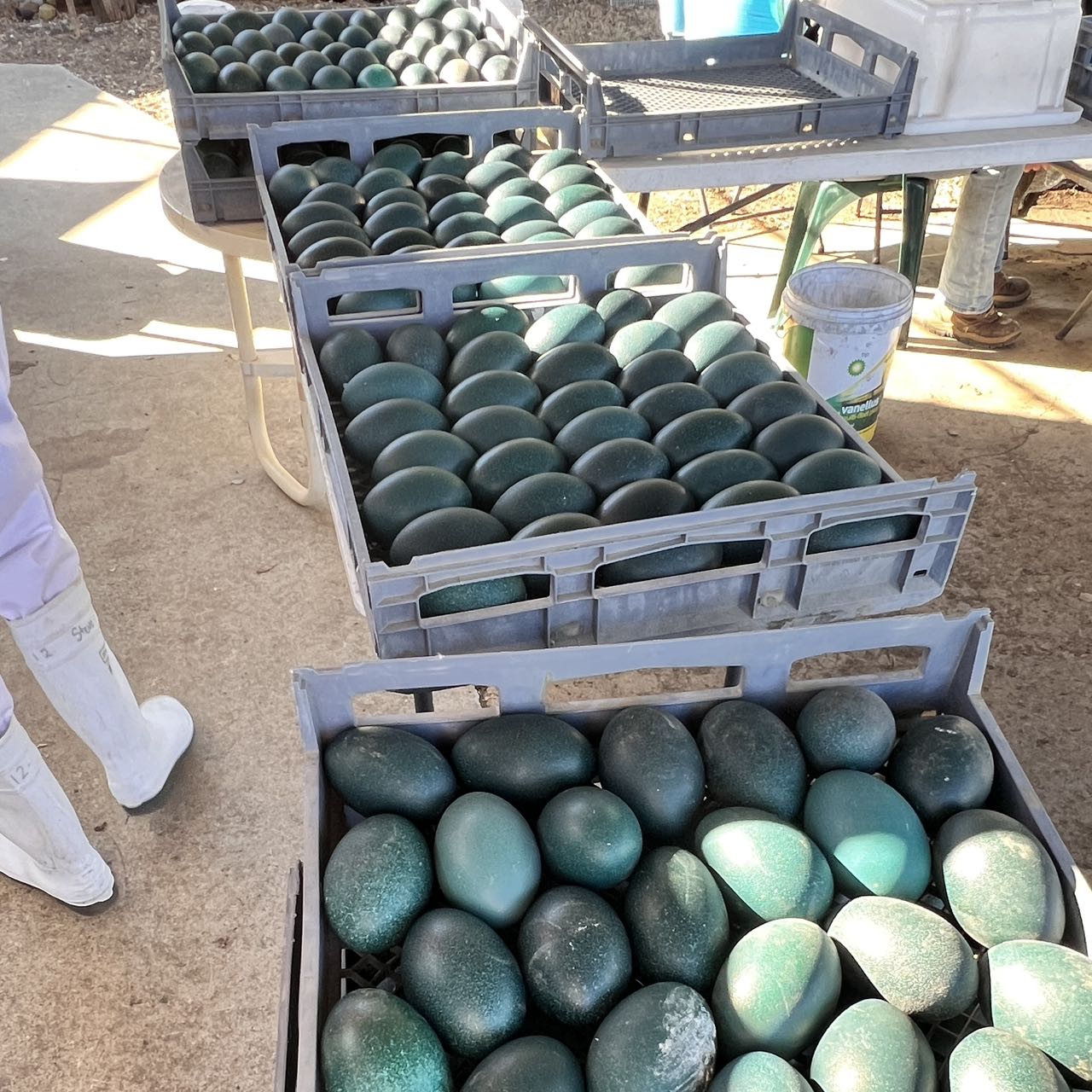 Seasonal Farm Exclusive - Fresh Emu Eggs – Petail Kitchen